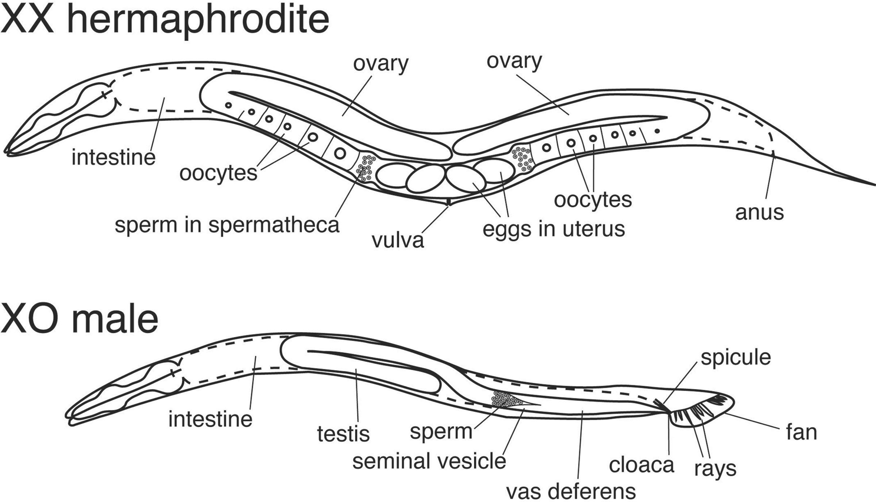 C Elegans And Apoptosis Uvm Genetics And Genomics Wiki Fandom Powered By Wikia