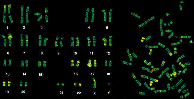 Chromosome banding | UVM Genetics & Genomics Wiki | FANDOM powered by Wikia