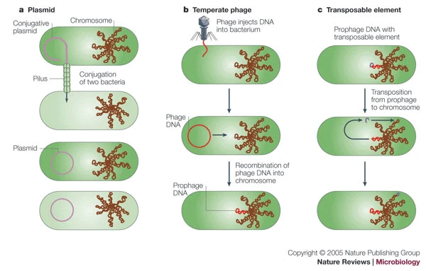 Mobile genetic element | UVM Genetics & Genomics Wiki | Fandom