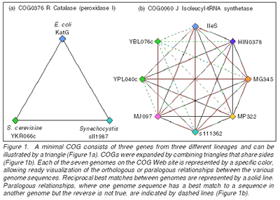 COGs | UVM Genetics & Genomics Wiki | FANDOM powered by Wikia