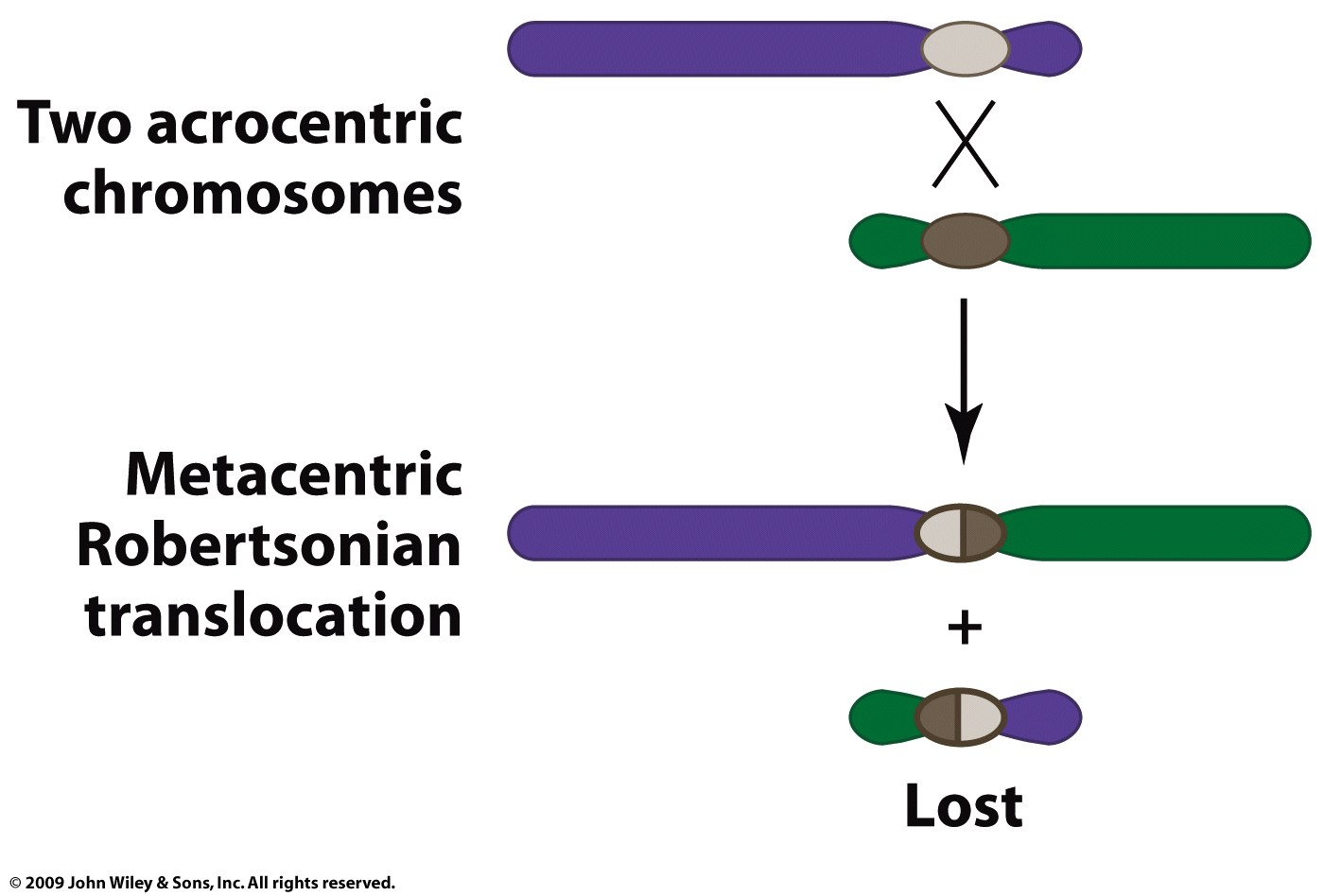 Translocation | UVM Genetics & Genomics Wiki | FANDOM powered by Wikia