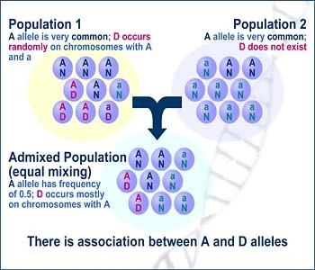 Linkage Disequilibrium | UVM Genetics & Genomics Wiki | Fandom