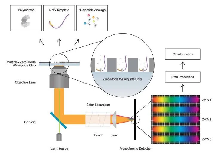 DNAseq: Pacific Biosciences | UVM Genetics & Genomics Wiki | Fandom
