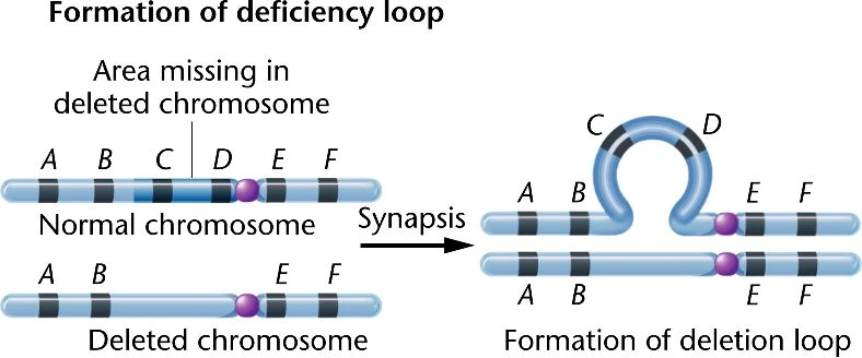 Deletion | UVM Genetics & Genomics Wiki | FANDOM powered by Wikia