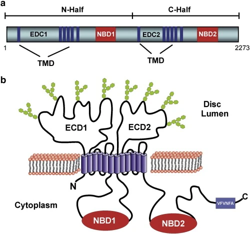ABCA4 - Ocular Transmembrane Protein | UVM Genetics & Genomics Wiki ...
