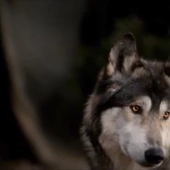 Crescent Wolf Pack | The Vampire Diaries Wiki | FANDOM powered by Wikia