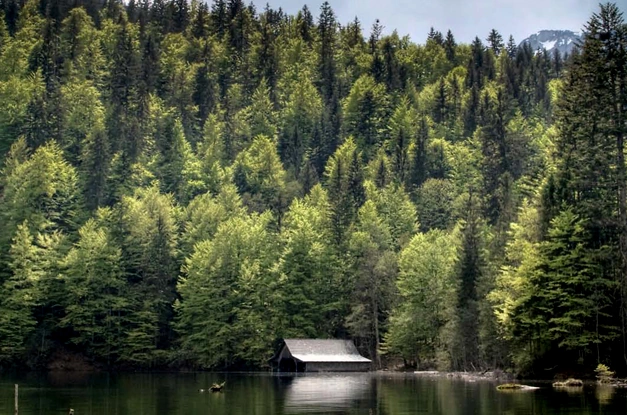 Woods | The Vampire Diaries Wiki | Fandom