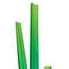 Scallion 1 | VeggieTales - It's For the Kids! Wiki | Fandom