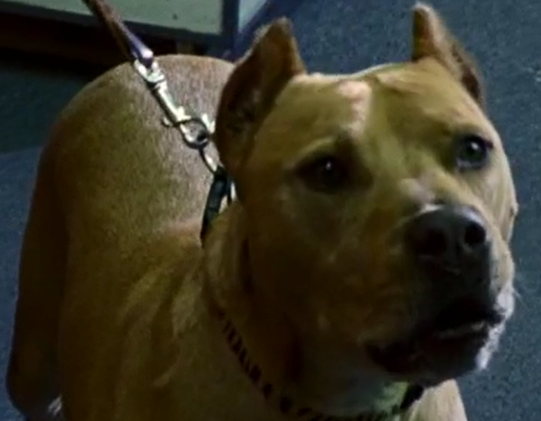 Backup | Veronica Mars Wiki | Fandom