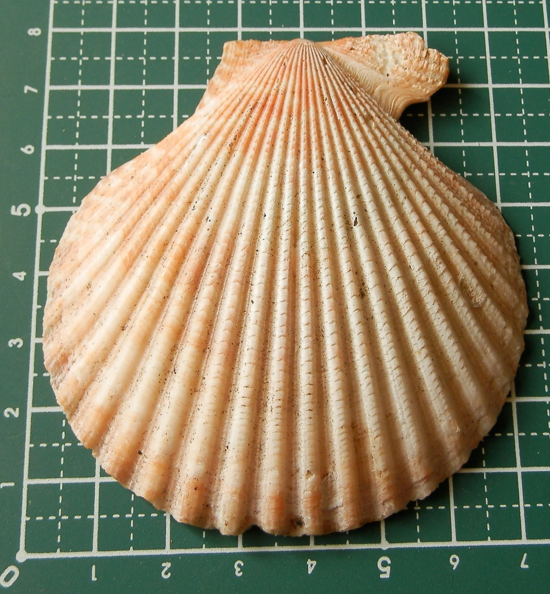 Pectinidae | Verzamel wiki | Fandom