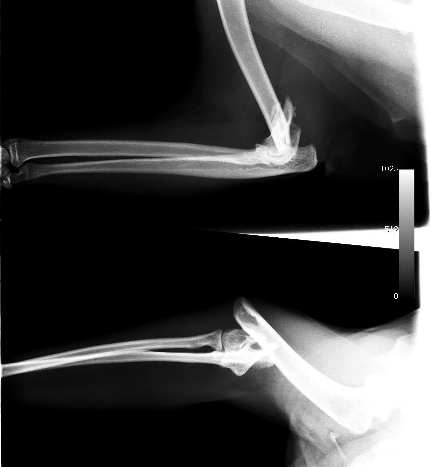 Humérus distal simple chat | Wiki VetAcademy | Fandom