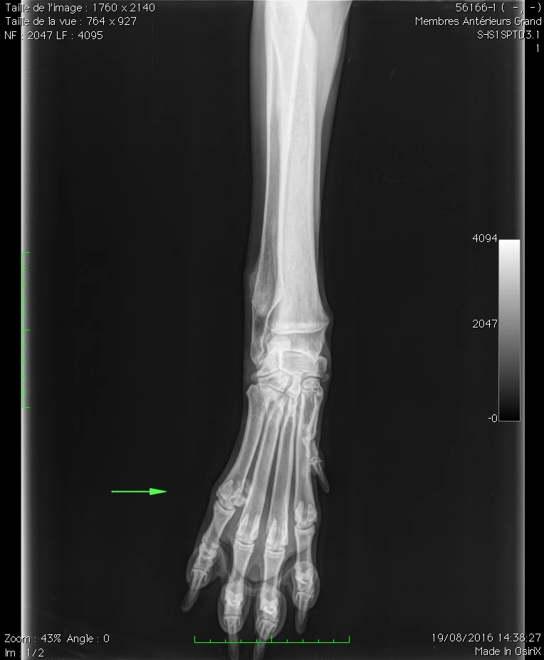 Panostéite spectaculaire grand chien | Wiki VetAcademy | Fandom