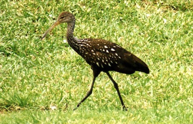 Leyenda del Carau | Wiki Viajeros de Leyendas | Fandom