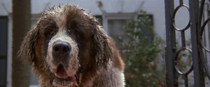 Cujo | Villains Wiki | Fandom