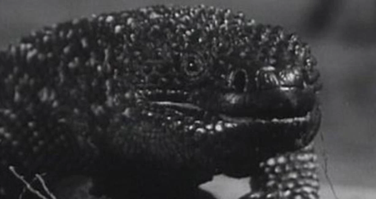 Giant Gila Monster | Villains Wiki | FANDOM powered by Wikia