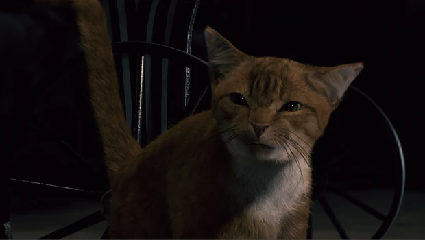 Azrael (The Smurfs) | Villains Wiki | FANDOM powered by Wikia