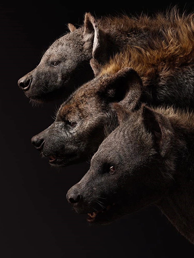 Shenzi, Kamari and Azizi | Villains Wiki | Fandom