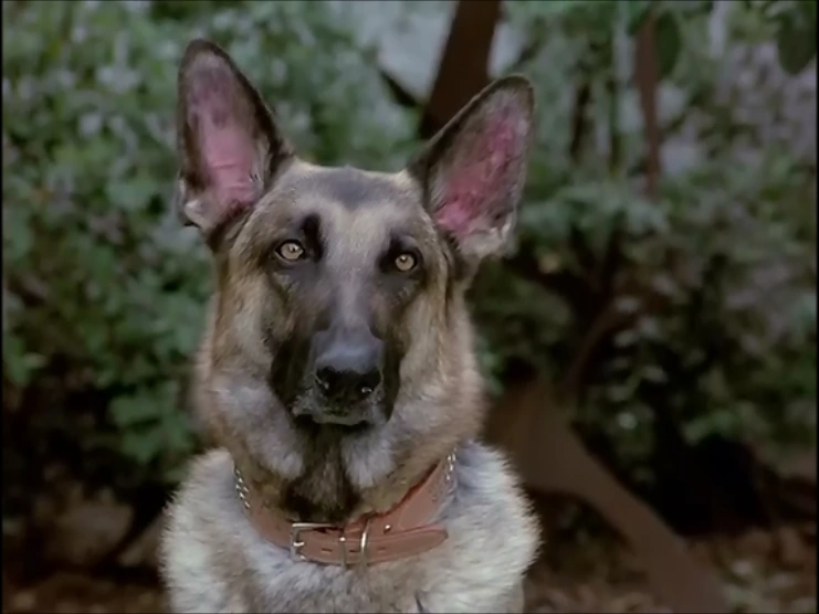 Lucky (Devil Dog) | Villains Wiki | FANDOM powered by Wikia