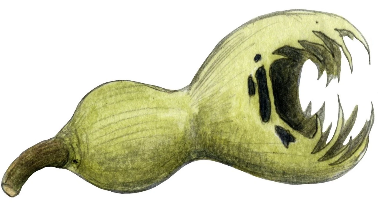 Devouring Gourd | Villains Wiki | Fandom