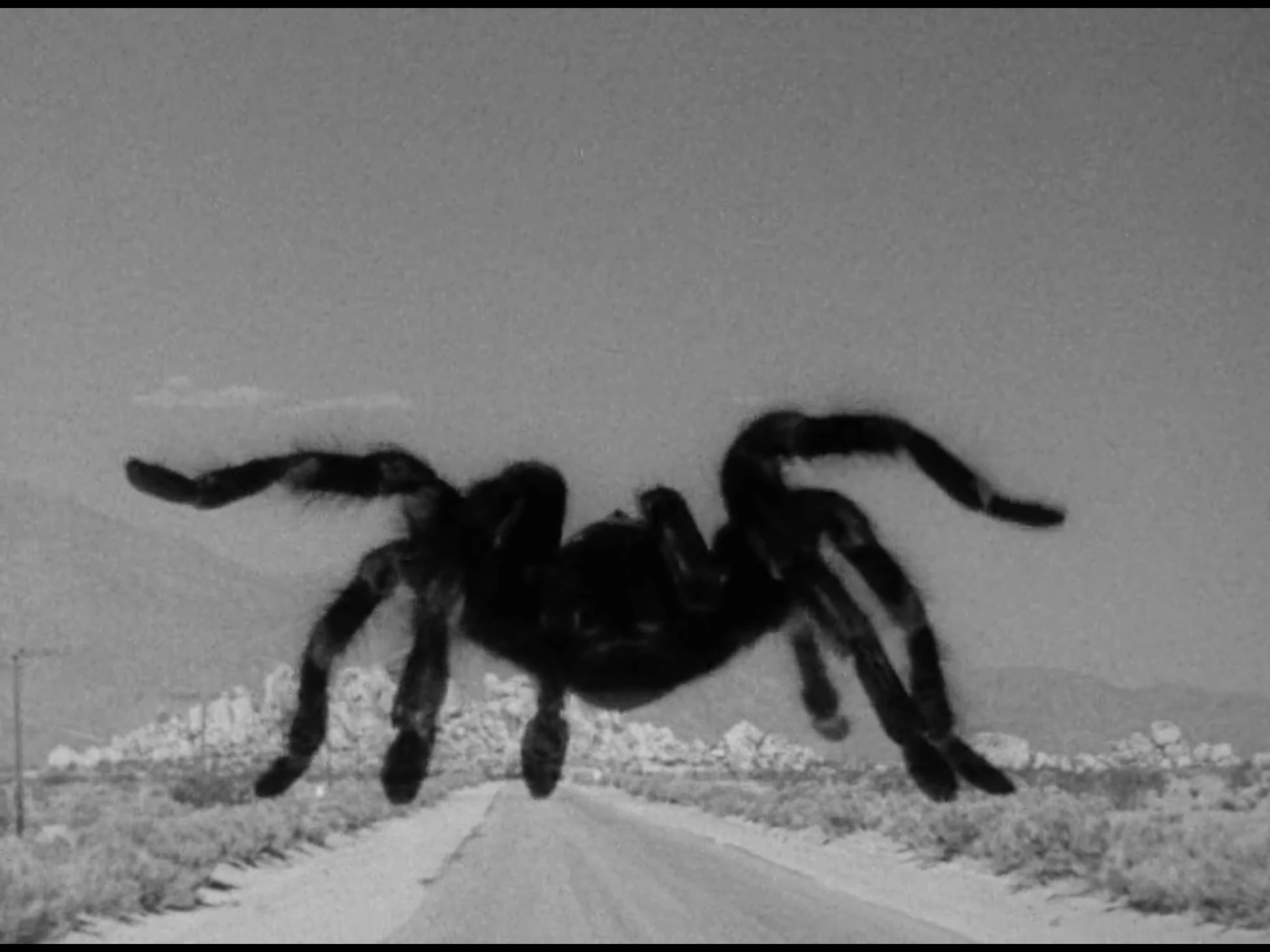 Charlotte the Giant Tarantula | Villains Wiki | Fandom