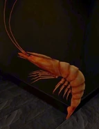 Shrimp | VRChat Legends Wiki | FANDOM powered by Wikia
