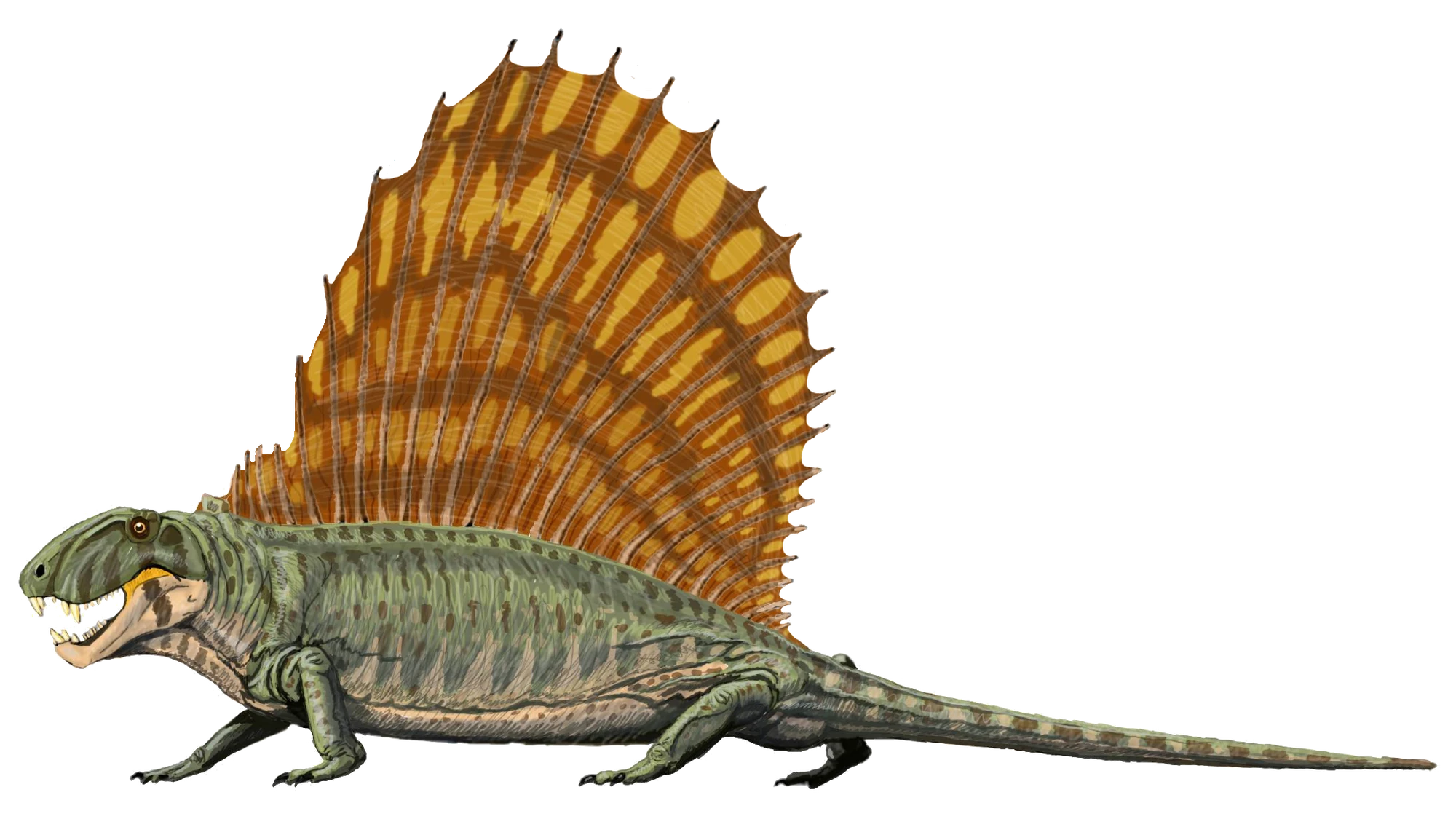Dimetrodon | VS Battles Wiki | Fandom