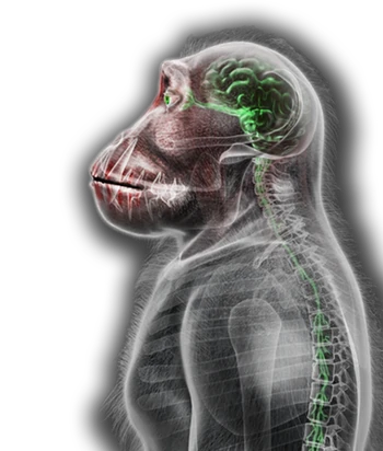 Simian Flu (Plague Inc.) | VS Battles Wiki | FANDOM powered by Wikia