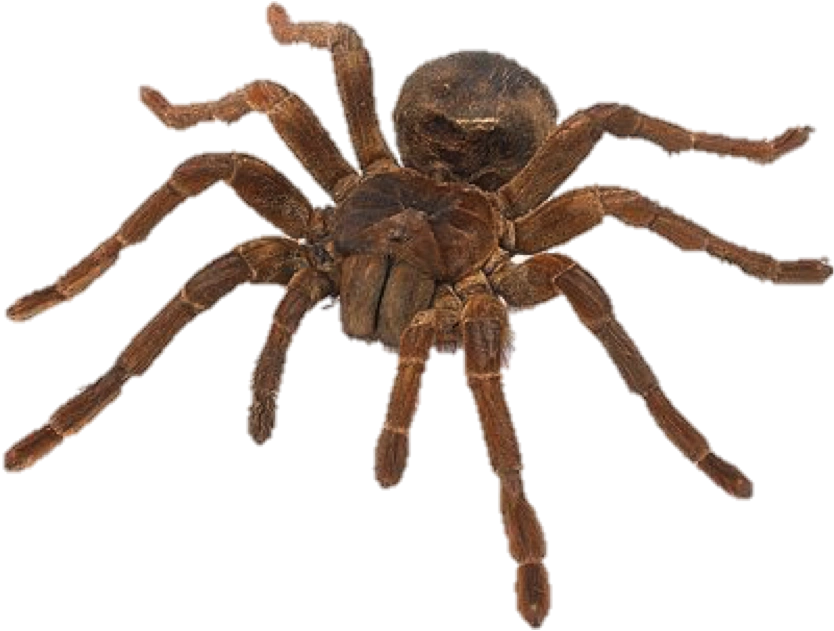 Goliath Birdeater | VS Battles Wiki | Fandom