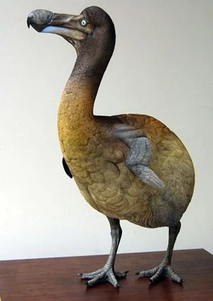 Dodo | VS Battles Wiki | Fandom