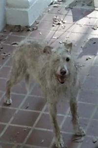 One-Eyed Dog (TV Series) | Walking Dead Wiki | FANDOM powered by Wikia