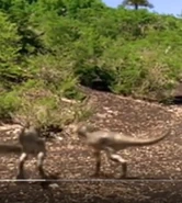 Death of a Dynasty | Walking With Wikis | Fandom