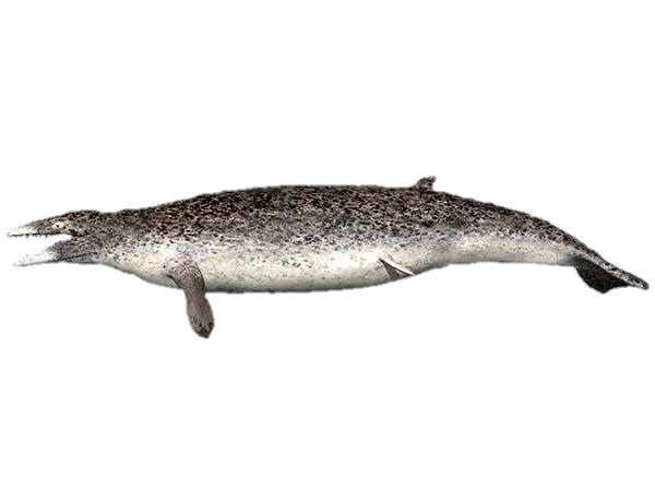 Dorudon | Walking With Wikis | Fandom