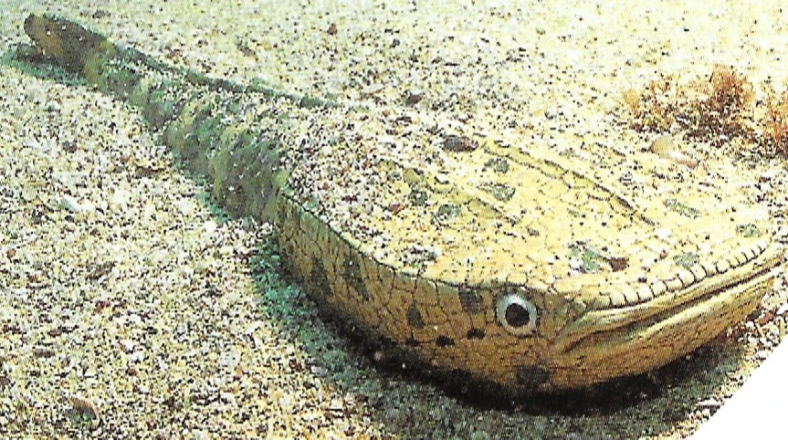 Astraspis | Walking With Wikis | FANDOM powered by Wikia