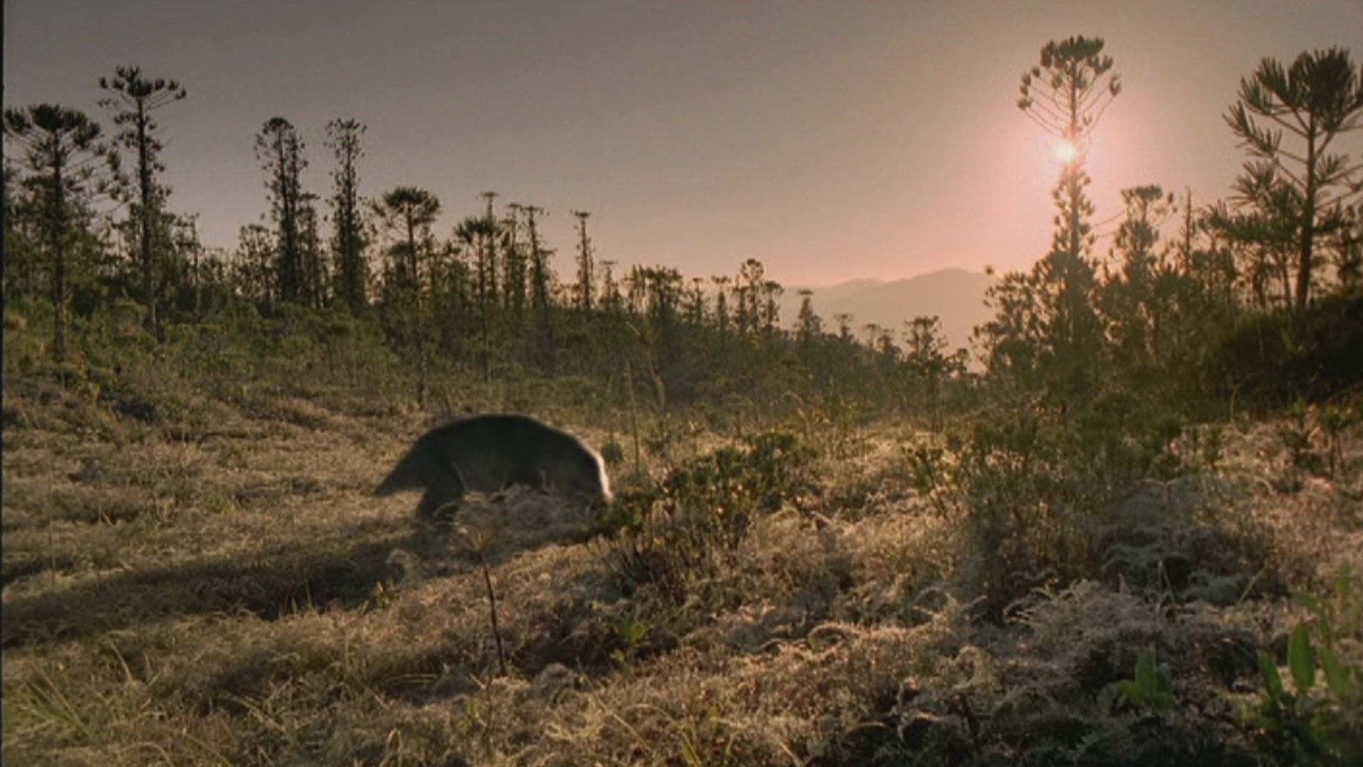 Triassic Walking With Wikis Fandom Powered By Wikia
