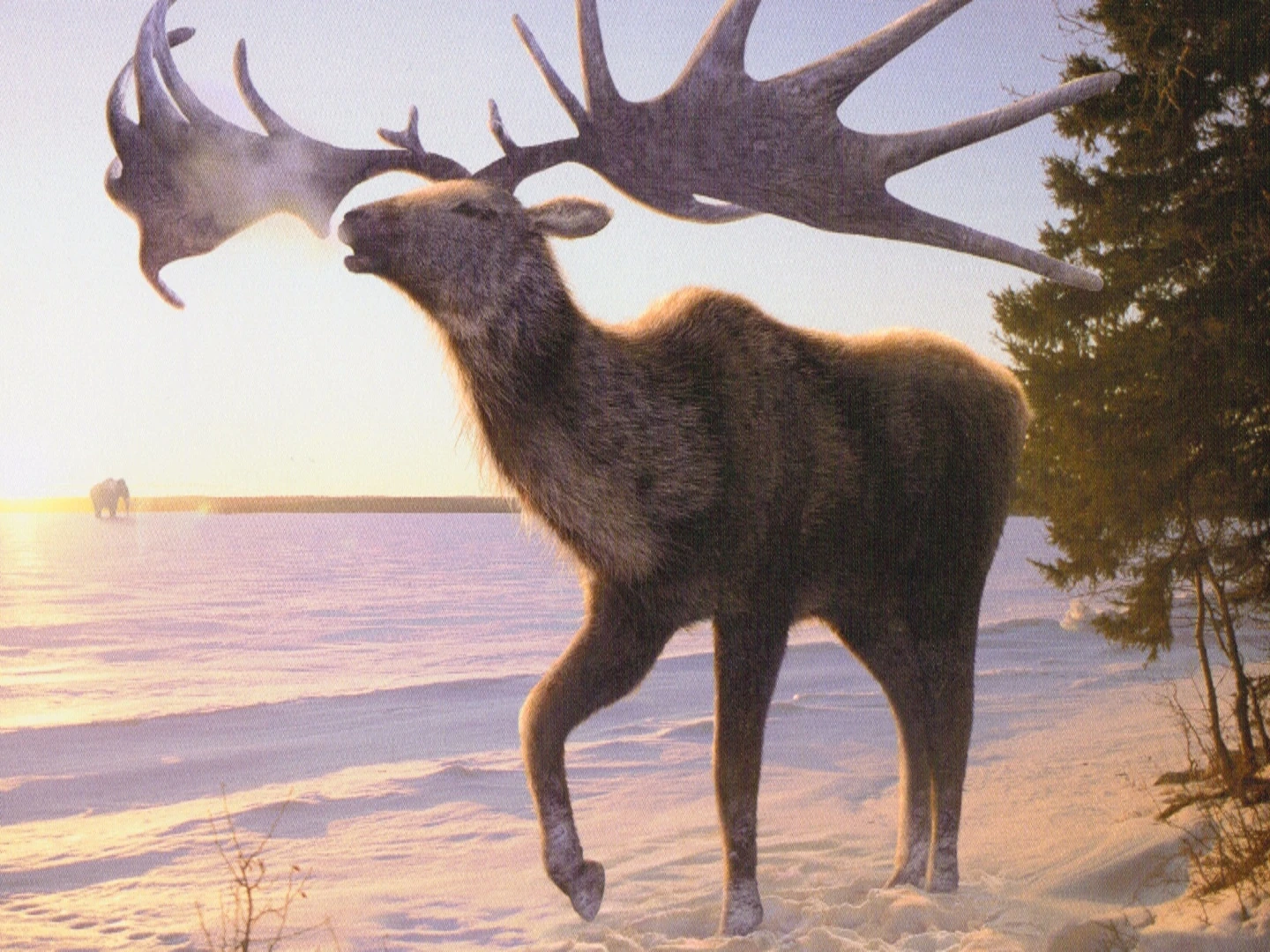 Megaloceros | Walking With Wikis | FANDOM powered by Wikia