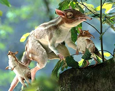 Leptictidium | Walking With Wikis | FANDOM powered by Wikia