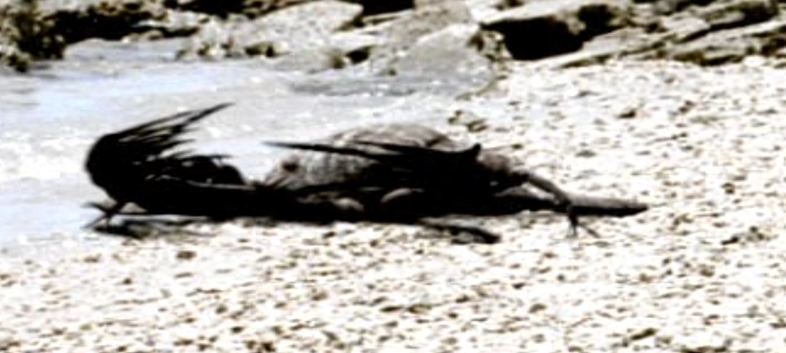 Megalograptus | Walking With Wikis | Fandom