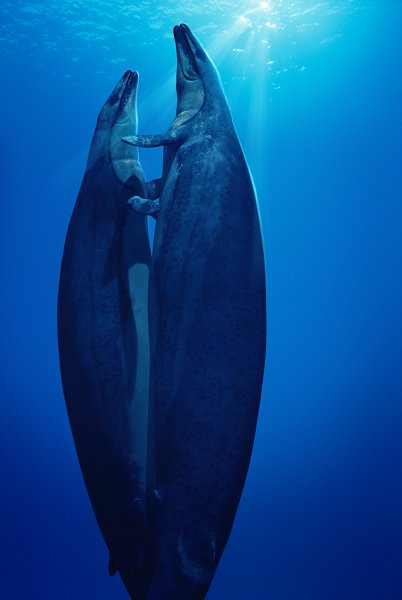 Basilosaurus | Walking with Dinosaurs Wiki | Fandom