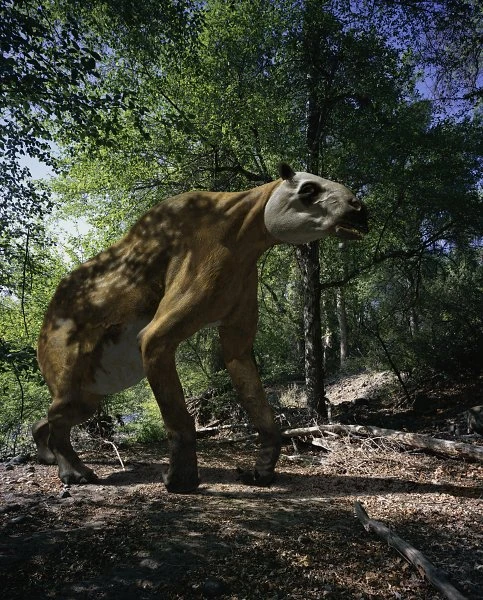 Chalicotherium | Walking with Dinosaurs Wiki | FANDOM powered by Wikia