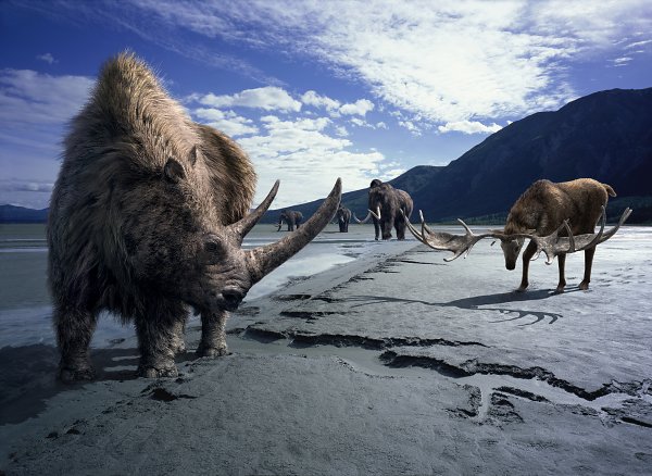 Woolly Mammoth Walking With Dinosaurs Wiki Fandom