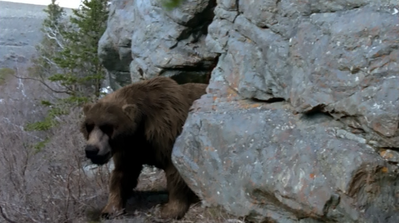 Category:Images of Cave Bear | Walking with... Wiki | FANDOM powered by ...