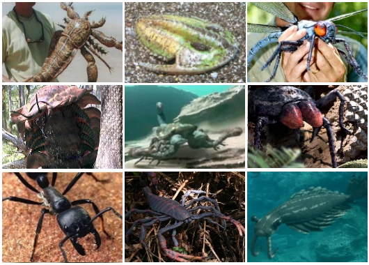 Arthropod | Walking with... Wiki | Fandom