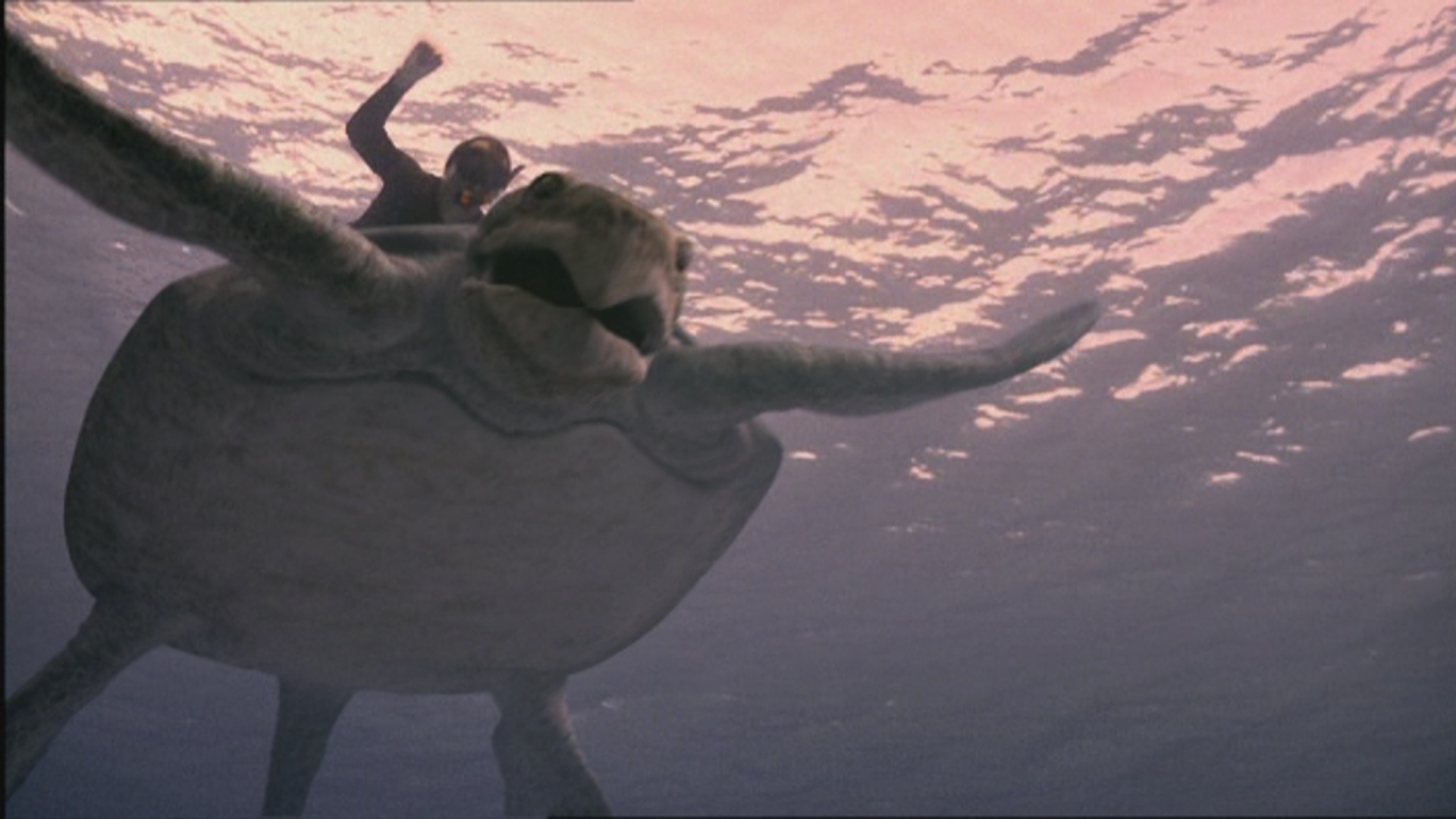 Archelon Walking With Trilogy Wiki Fandom Powered By Wikia