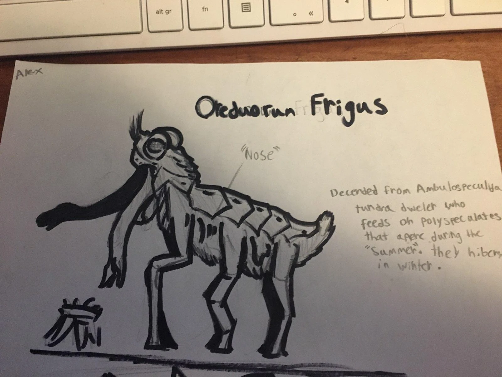 Oreduorum (genus) | Wallace II Ben G Thomas Wiki | Fandom