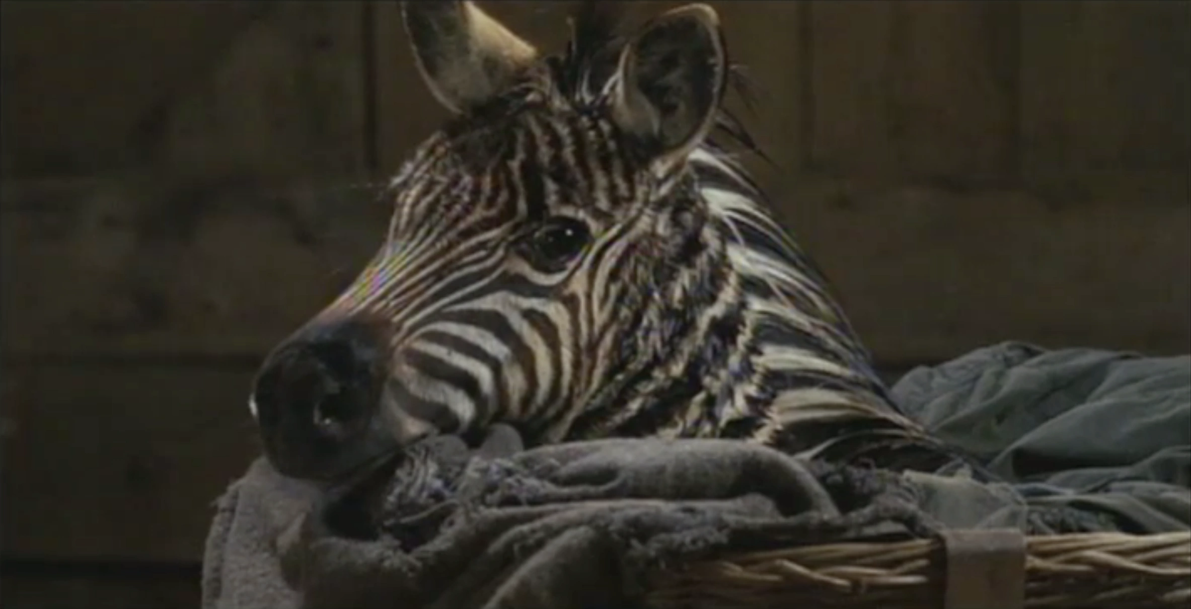 Category:Racing Stripes galleries | Warner Bros. Entertainment Wiki ...