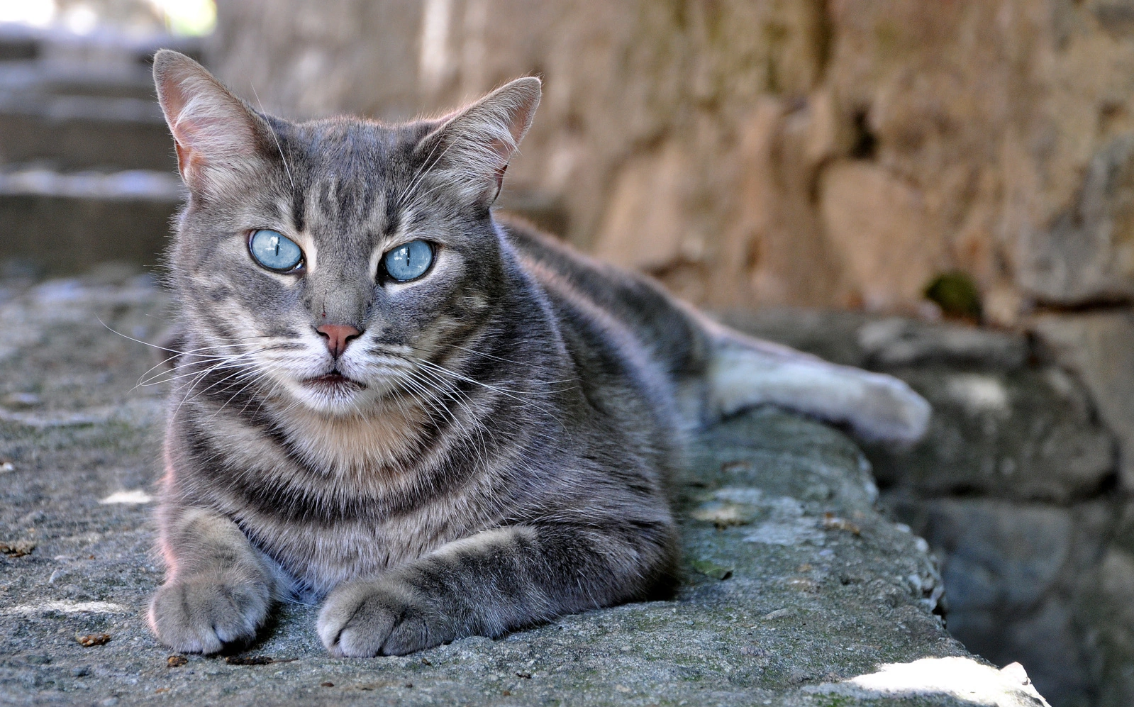 Duikende Valk | Nederlandse Warrior Cats wiki | Fandom