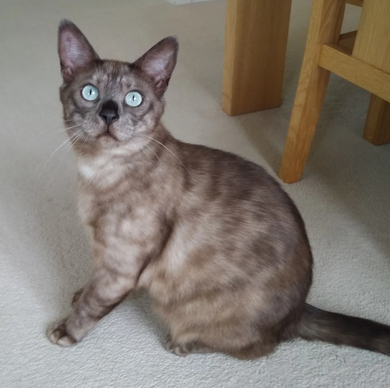 Rosepaw | Warrior Cats RPG Wiki | Fandom