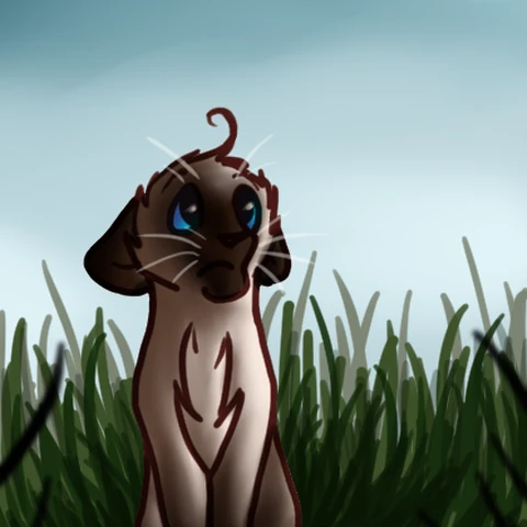 Spotpaw | Warrior Cats RPG Wiki | Fandom