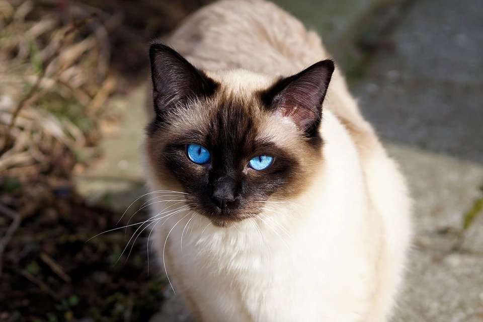 Image - Siamese-Cat-7.jpg | Warriors OC's Wiki | FANDOM powered by Wikia