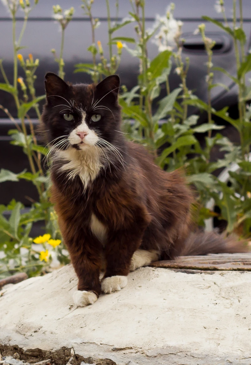 Harestar | The Second Generation Wiki | Fandom